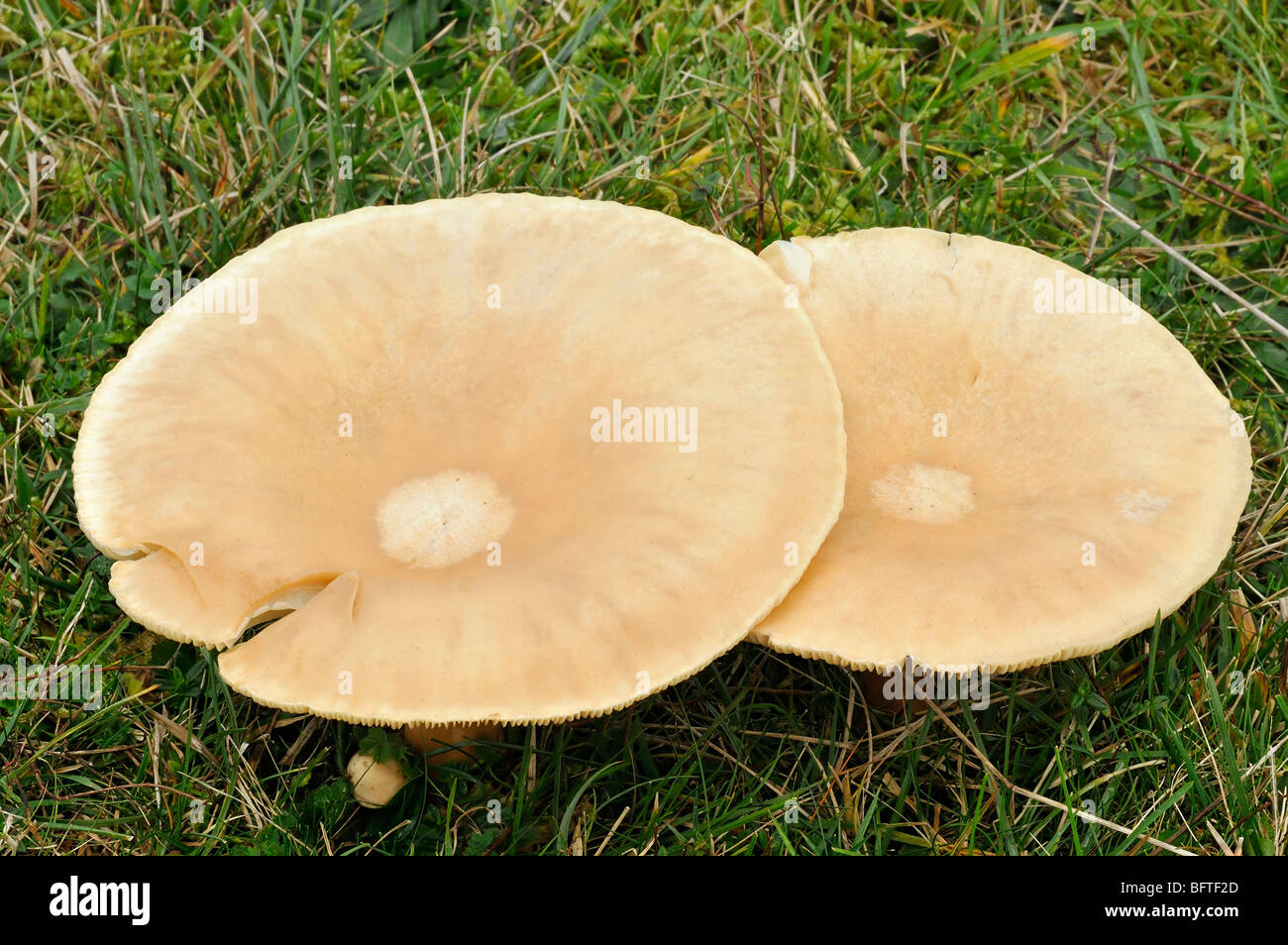 Trooping Funnel Fungi - Clitocybe geotropa Stock Photo - Alamy