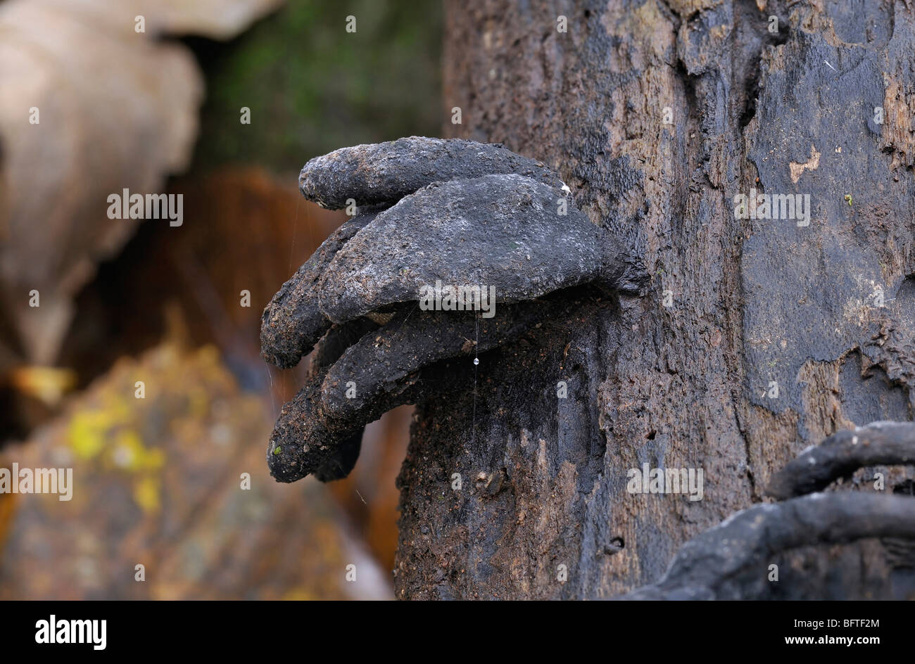 Dead mans fingers hi-res stock photography and images - Alamy