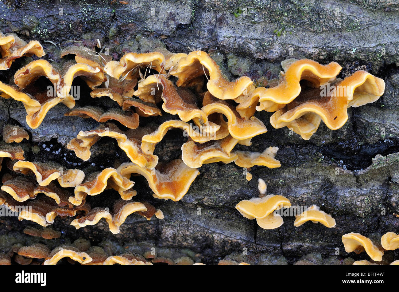 Hairy Stereum Fungus Stock Photos & Hairy Stereum Fungus Stock Images ...
