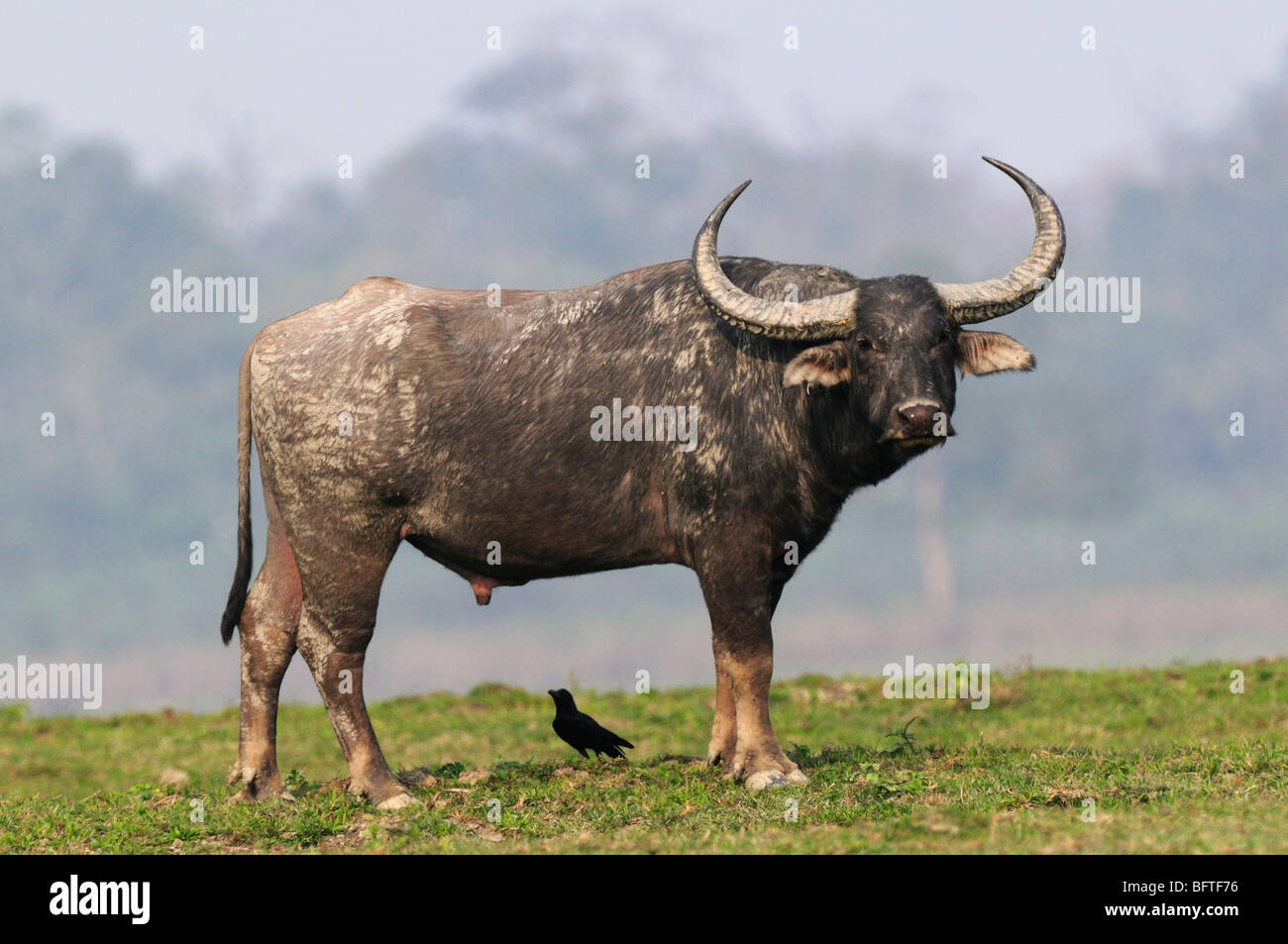 Wild Buffalo; Bubalus bubalis Stock Photo - Alamy
