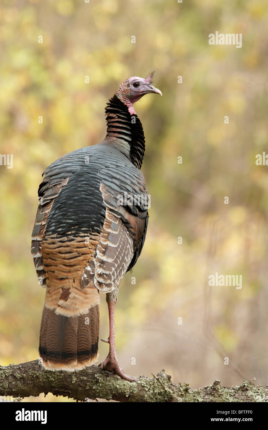 Wild Turkey (Meleagris gallopavo) standing on limb with golden ...