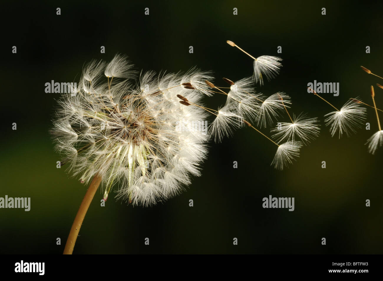 Dandelions Blowing In The Wind Background