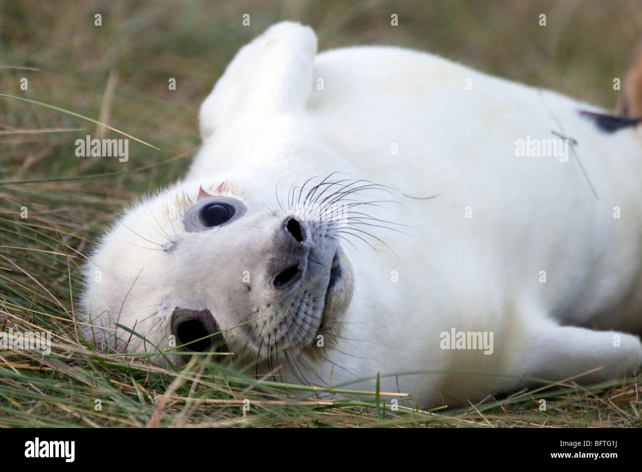 Donna Nook, Lincolnshire, grey seals, mother & pup feeding, playing, in ...