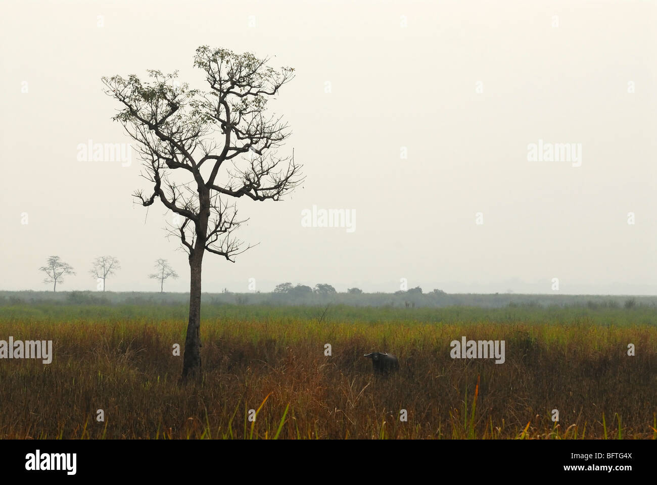 Nice buffalo hi-res stock photography and images - Alamy