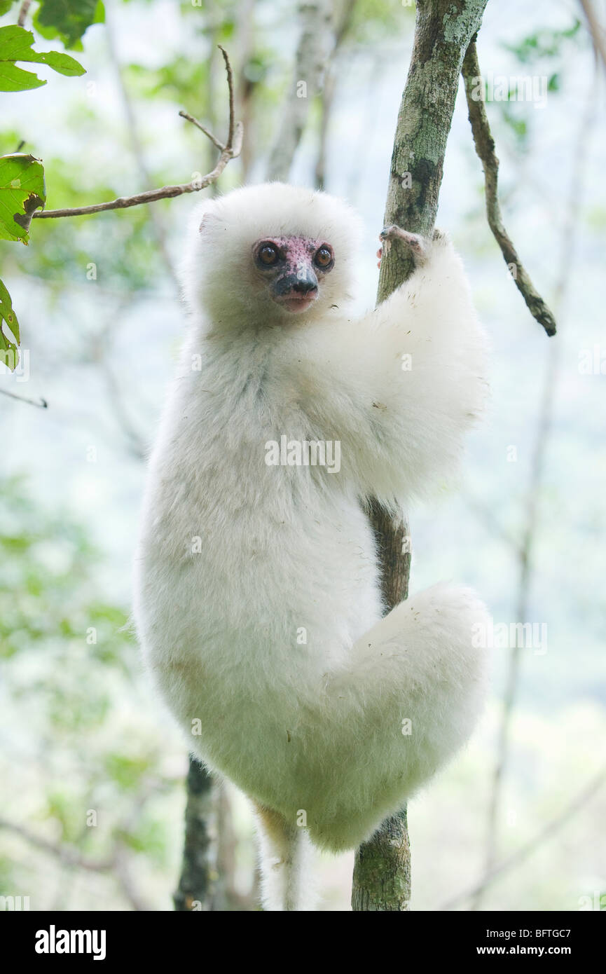 Silky Sifaka (Propithecus candidus) ENDANGERED, Marojejy National Park ...