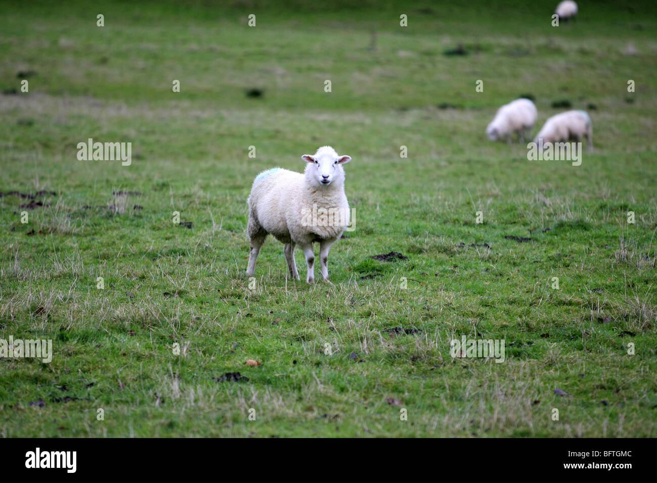 Dank weather hi-res stock photography and images - Alamy