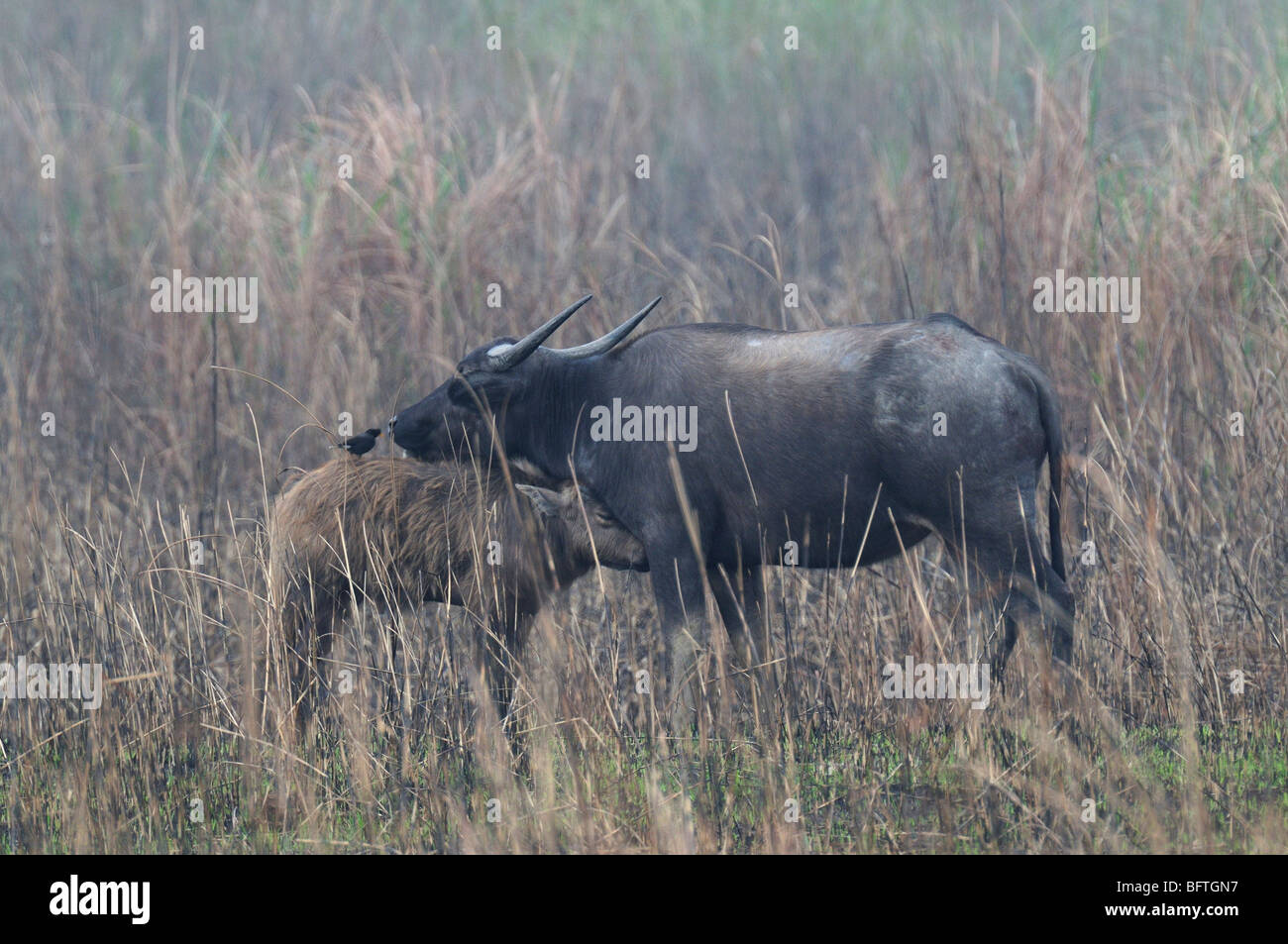 Buffalo bubalus hi-res stock photography and images - Alamy