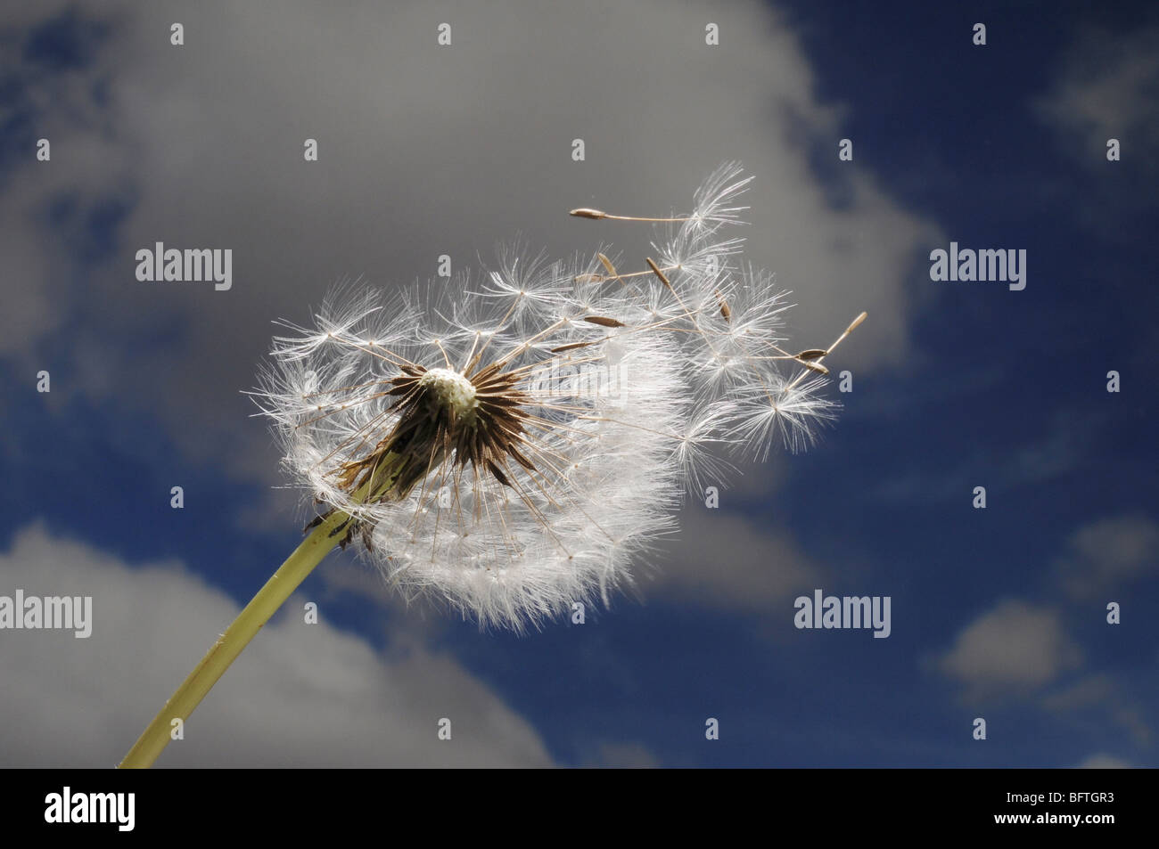 Dandelion seeds blowing in the wind Stock Photo - Alamy