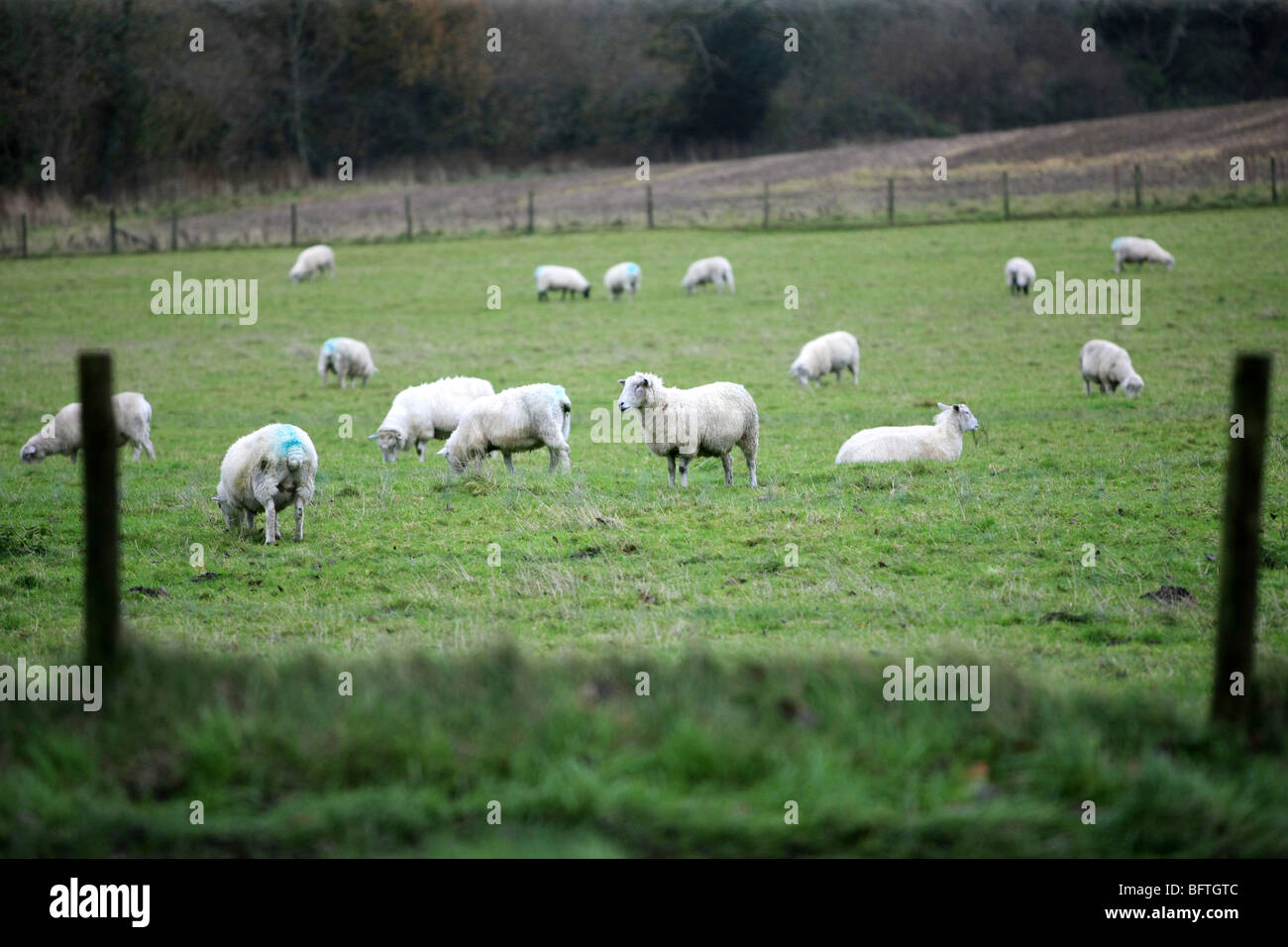 Hillside sheep left to fend for themselves in bad weather on a dank ...