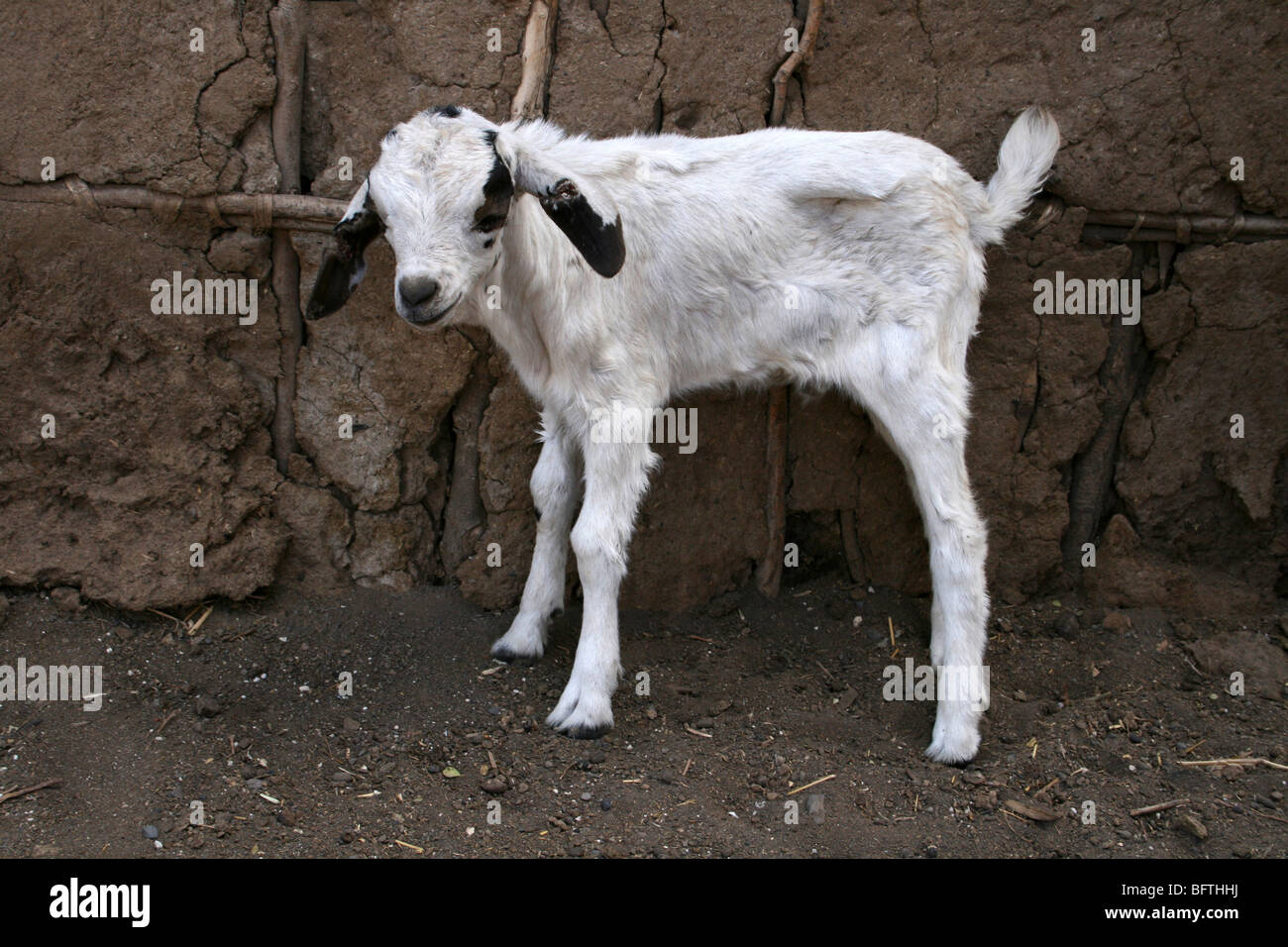 White Kid Goat Standing Outside A Masai Tribe Hut In Engaruka Village ...