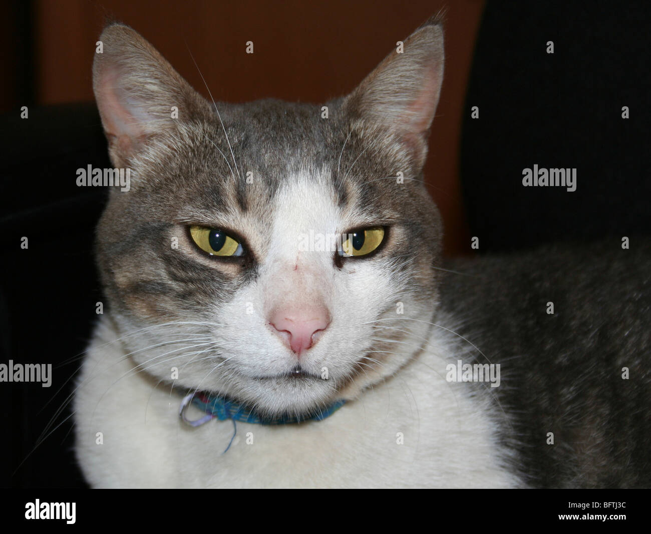 Close up of the face of a black and grey cat Stock Photo - Alamy