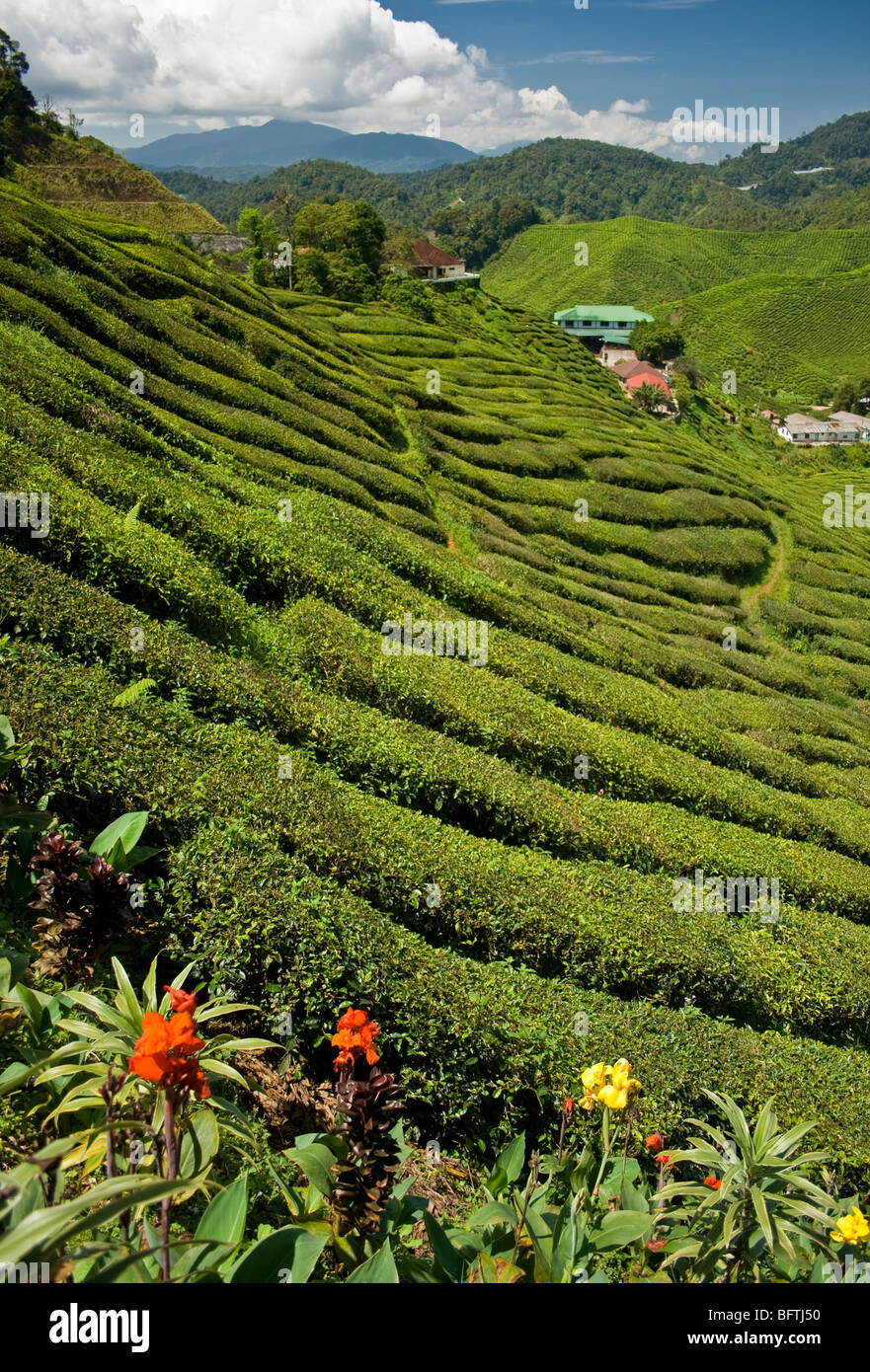 Cameron Tea Plantation, in the Cameron Highlands, Malaysia Stock Photo ...