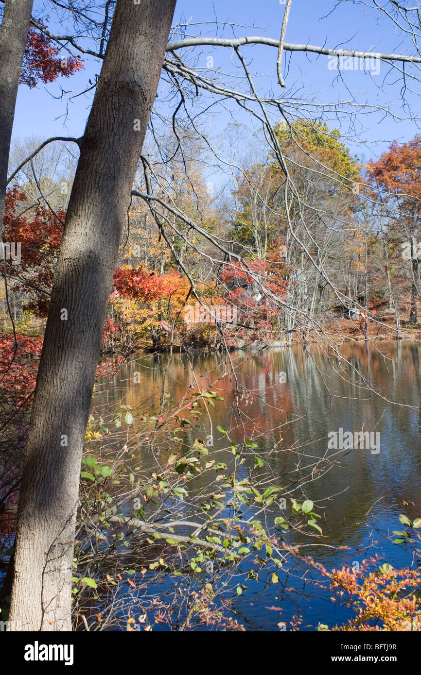 Leaves on bush turning to vibrant fall colors Stock Photo - Alamy