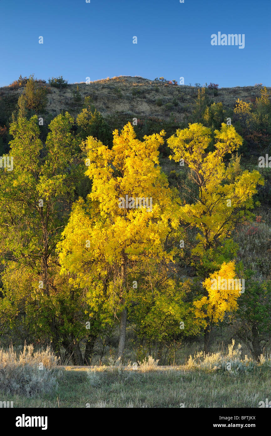 Autumn ash trees on badlands slopes, Theodore Roosevelt National Park ...