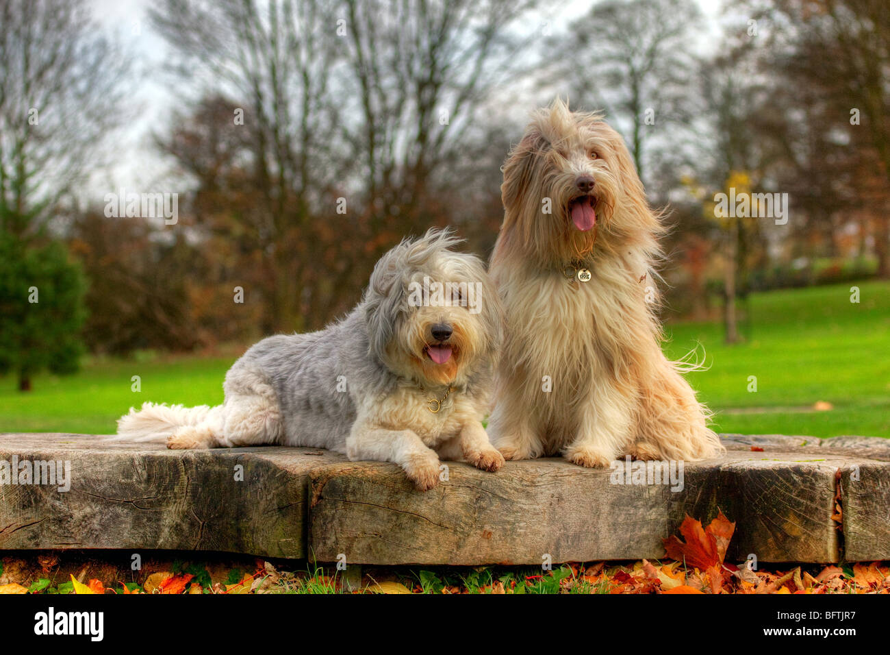 bearded collies pedigree dog, dogs, cute like a teddy bear with long ...