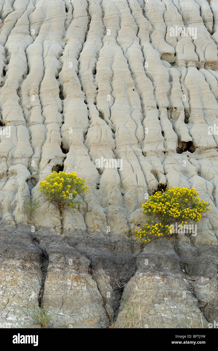 Yellow rabbitbrush (Chrysothamnus viscidiflorus) on eroded mudstone ...