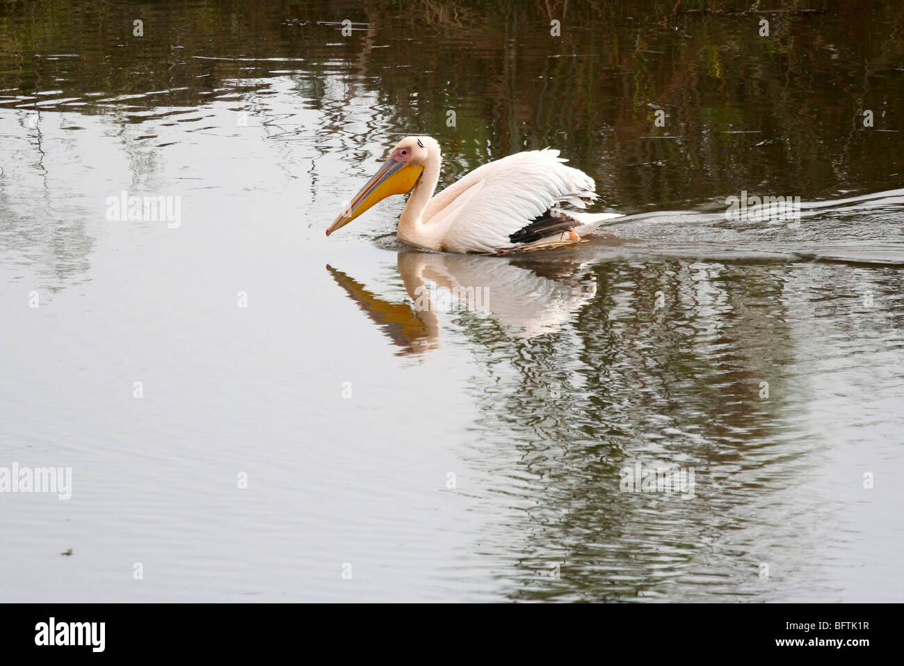 a pelican in the water Israel Stock Photo - Alamy