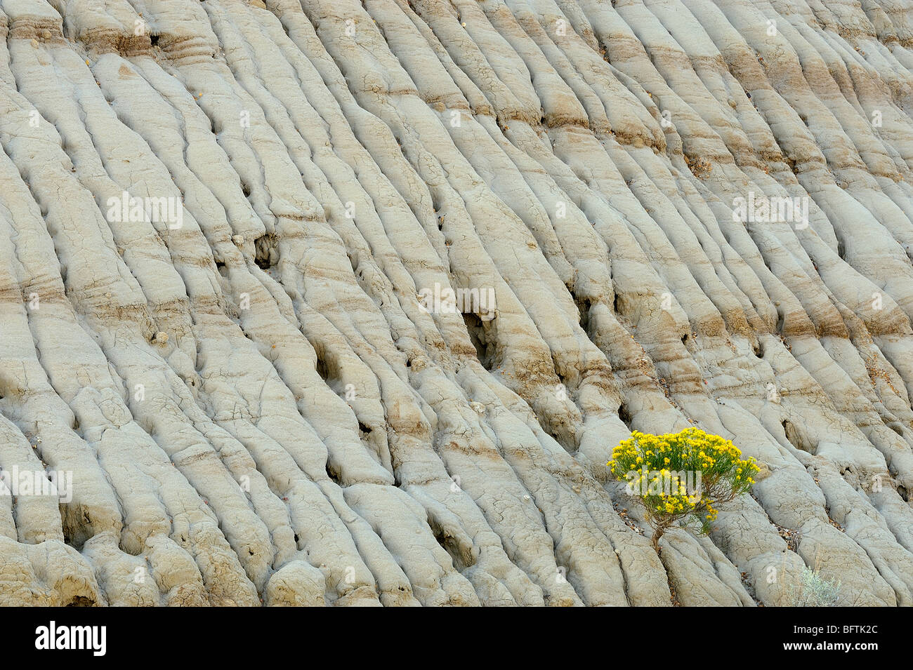 Yellow rabbitbrush (Chrysothamnus viscidiflorus) on eroded mudstone ...