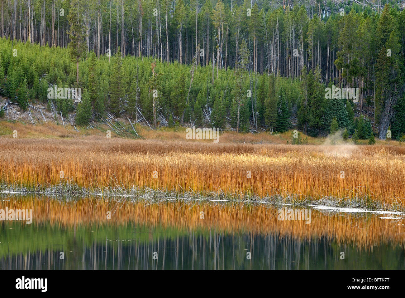 Forest reflections in small pond with bulrushes, Yellowstone National ...