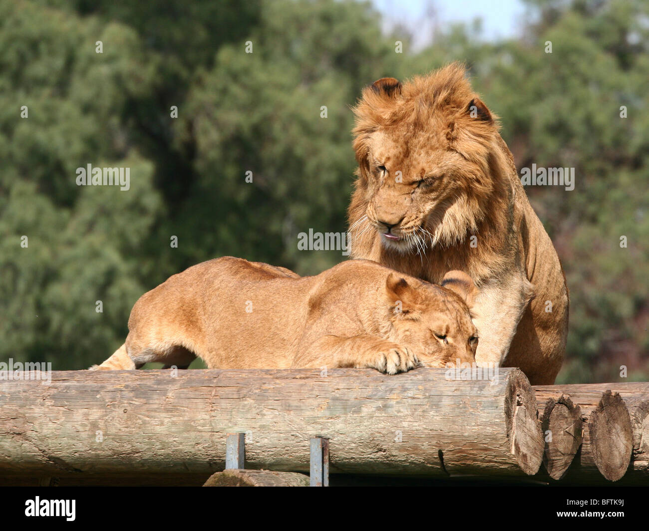 male and female african lion Stock Photo - Alamy