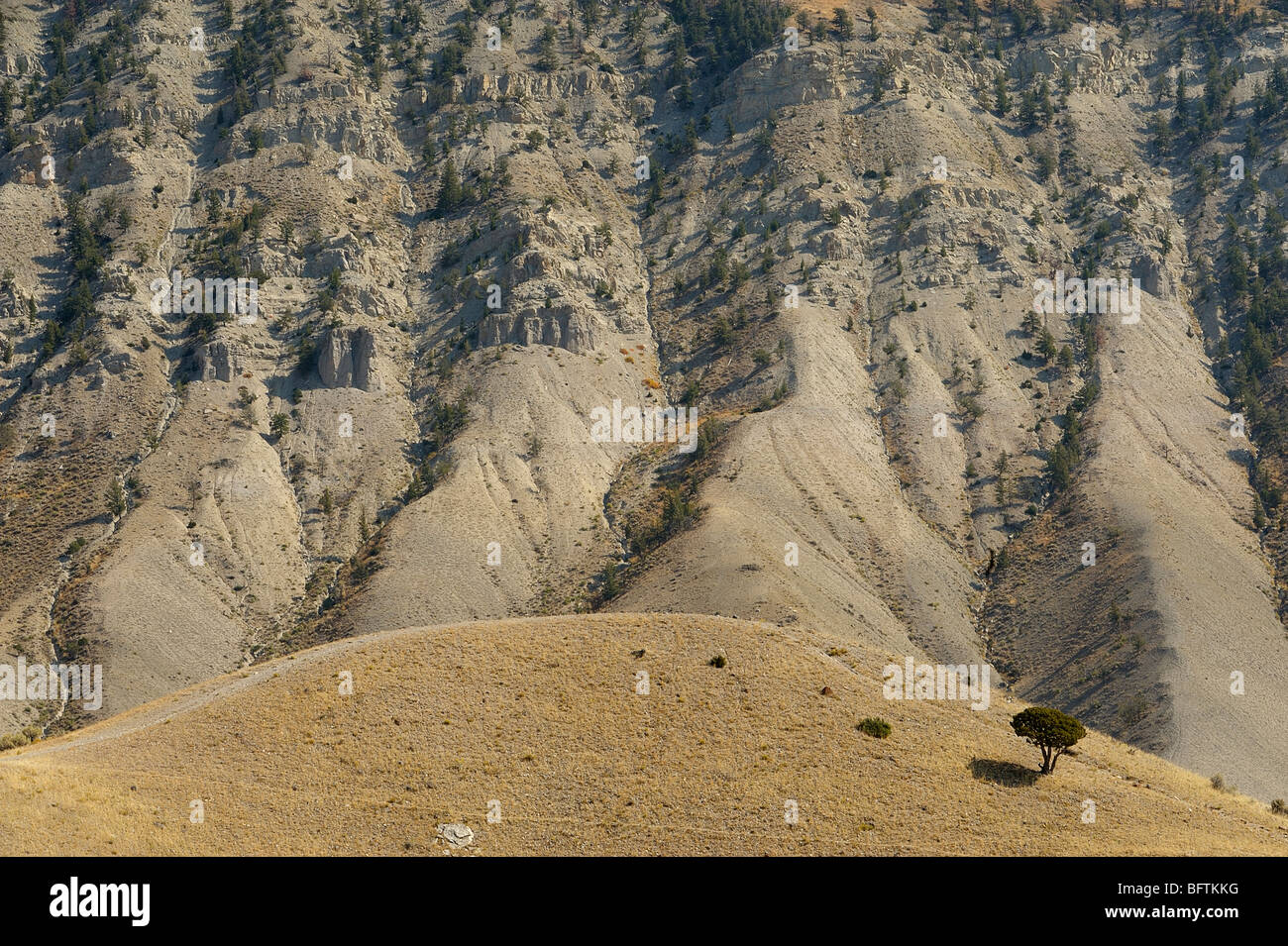 Eroded slope in Gardner Valley with lone juniper tree, Yellowstone ...