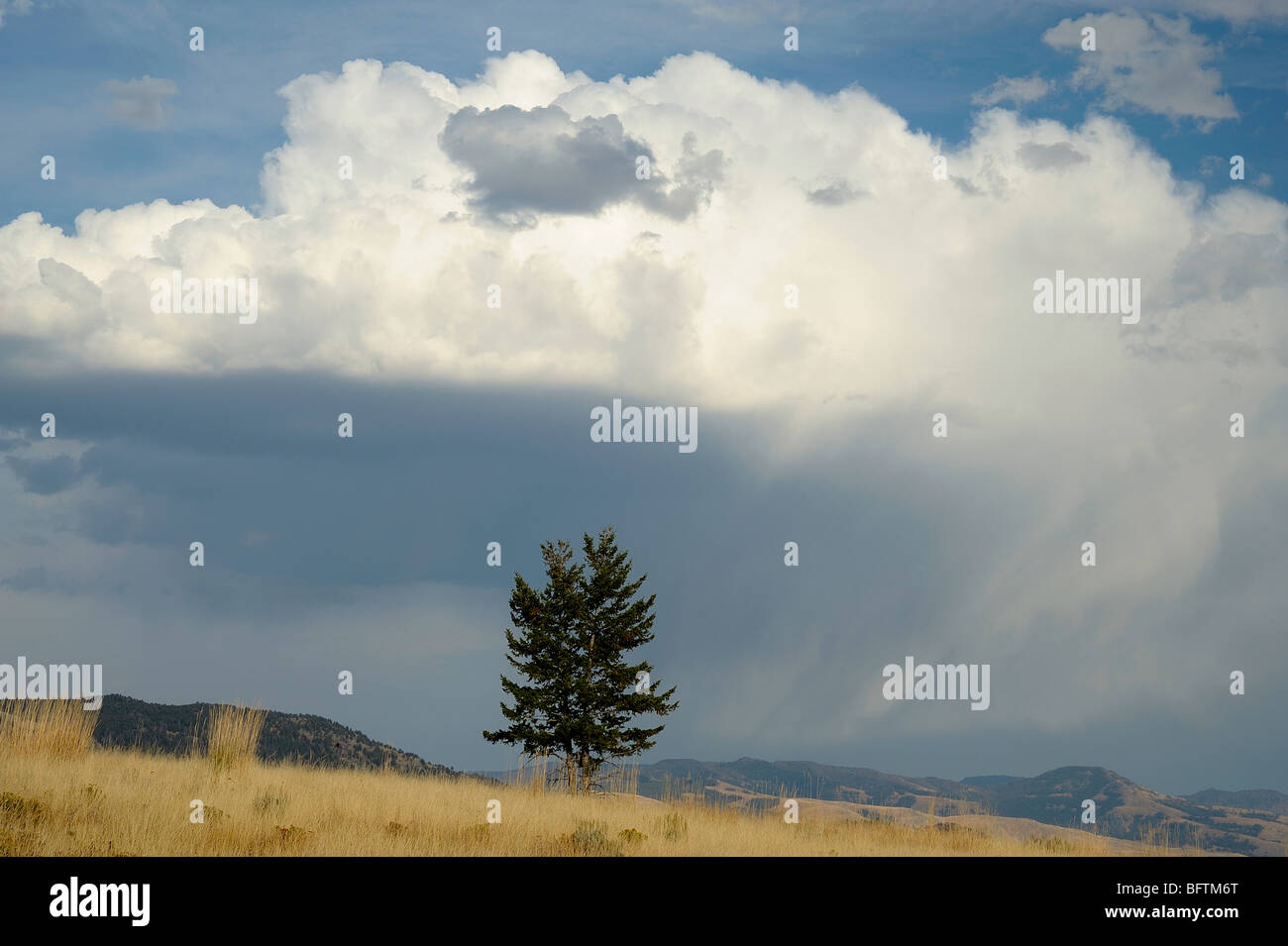 Columbian pine hi-res stock photography and images - Alamy