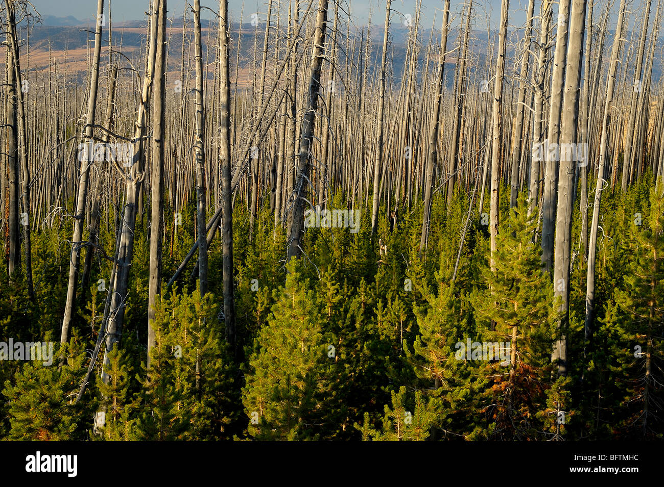 Forest fire snags and regenerating trees on Mt. Washburn, Yellowstone ...