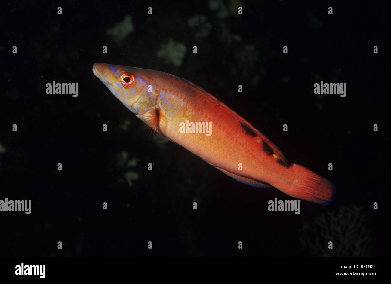 Wrasse family of uk fish hi-res stock photography and images - Alamy