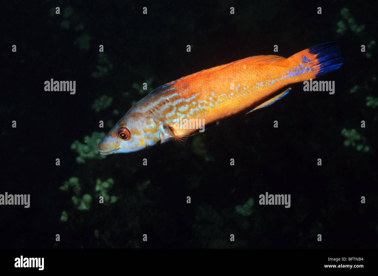Male cuckoo Wrasse. Labrus Bimaculatus. Wrasse fish family. Underwater ...