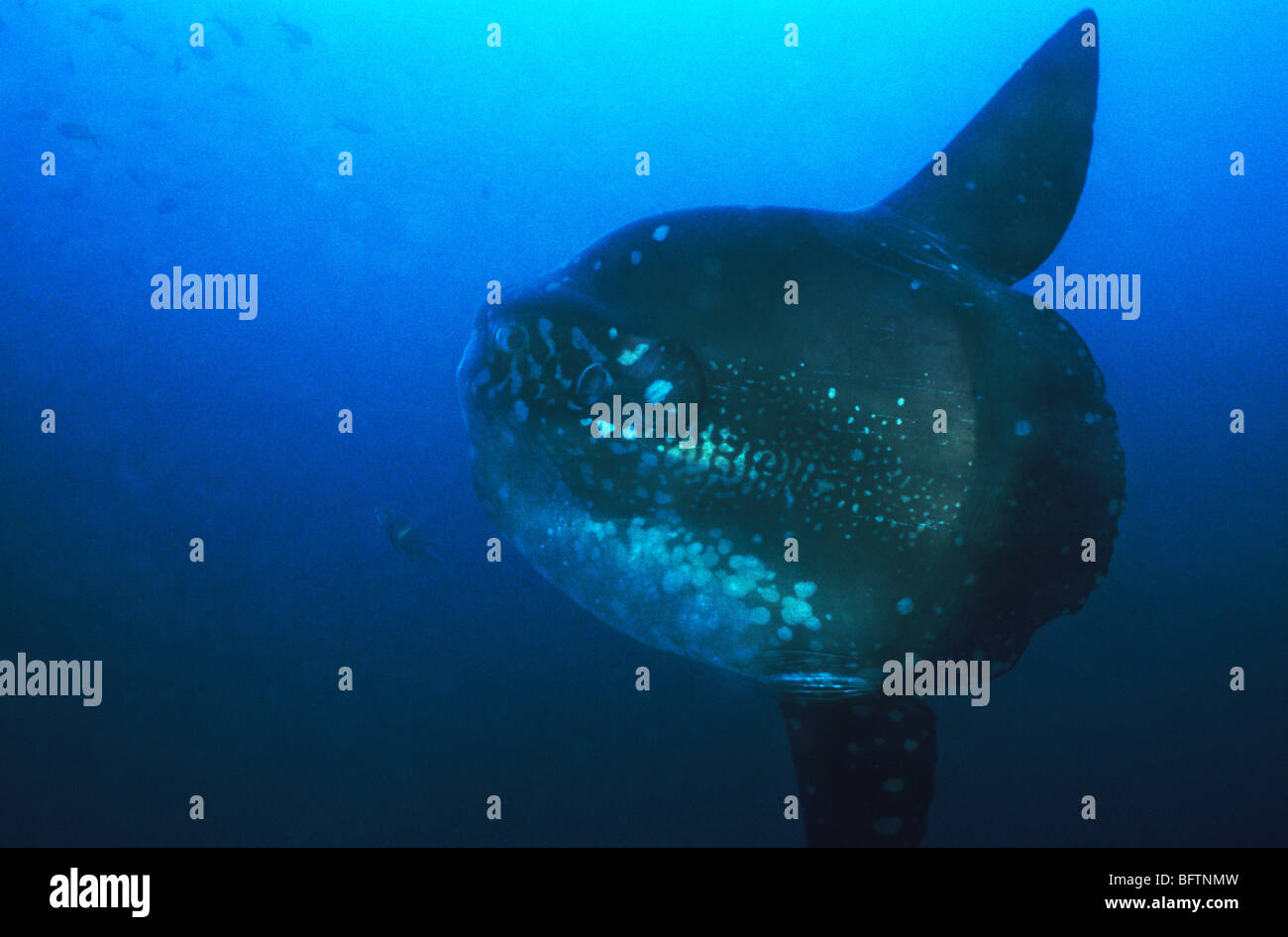 Ocean Sunfish. Mola Mola. Isabela Island, Punta Vincente Roca ...
