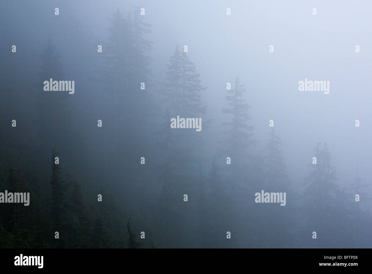 Trees in the fog near Snoqualmie Pass, Washington, USA Stock Photo - Alamy