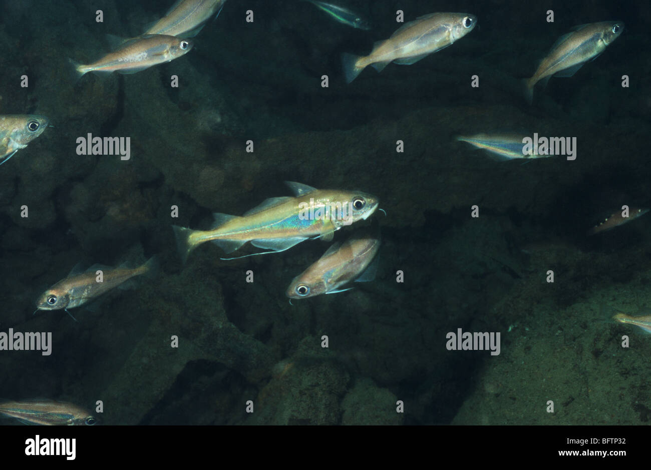 Poor Cod. Trisopterus Minutus. Cod Family. Underwater marine life off ...