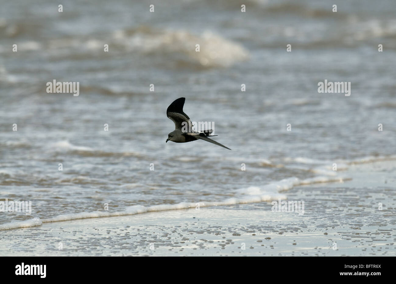 Leach's and storm petrel hi-res stock photography and images - Alamy
