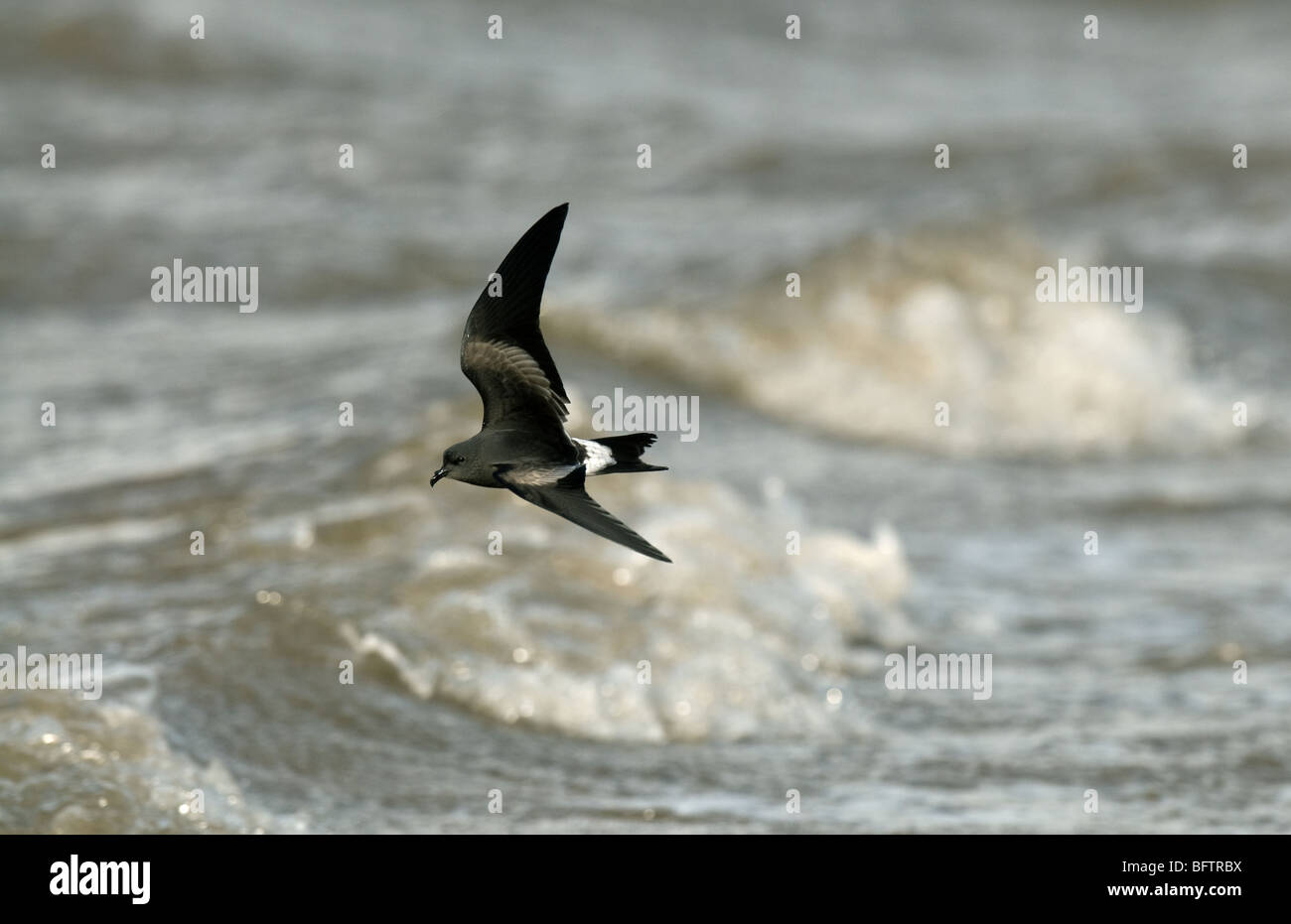 Leachs petrel uk hi-res stock photography and images - Alamy