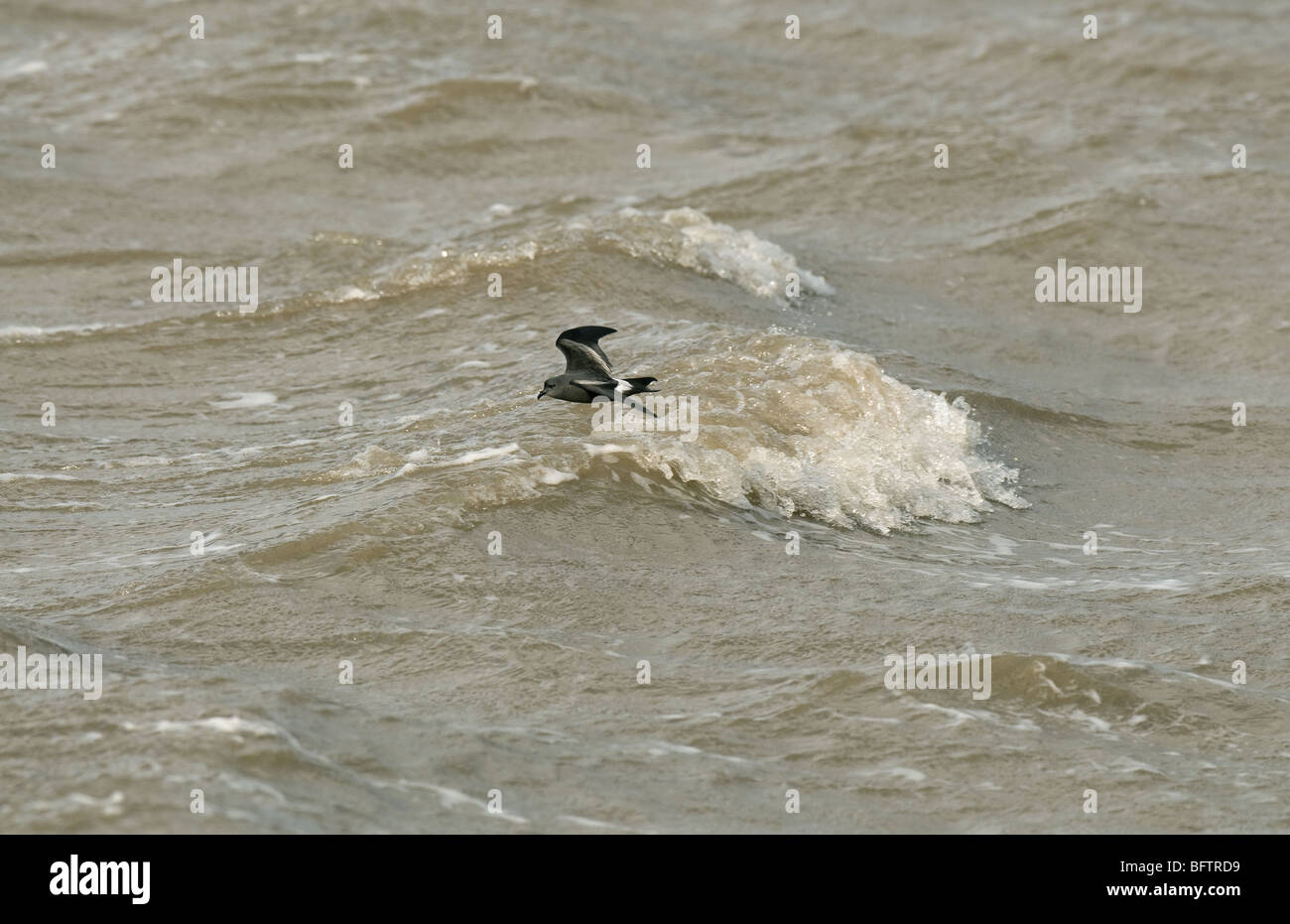 Leach's petrel hi-res stock photography and images - Alamy