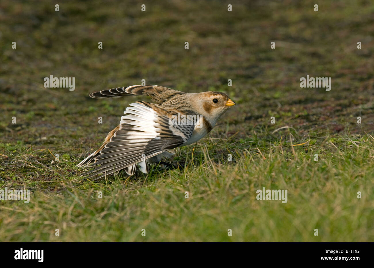 Snow Bunting wing stretching Stock Photo - Alamy