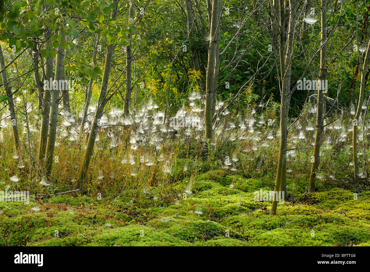 Dewy bowl and doily spider webs with moss and aspen saplings, Greater ...