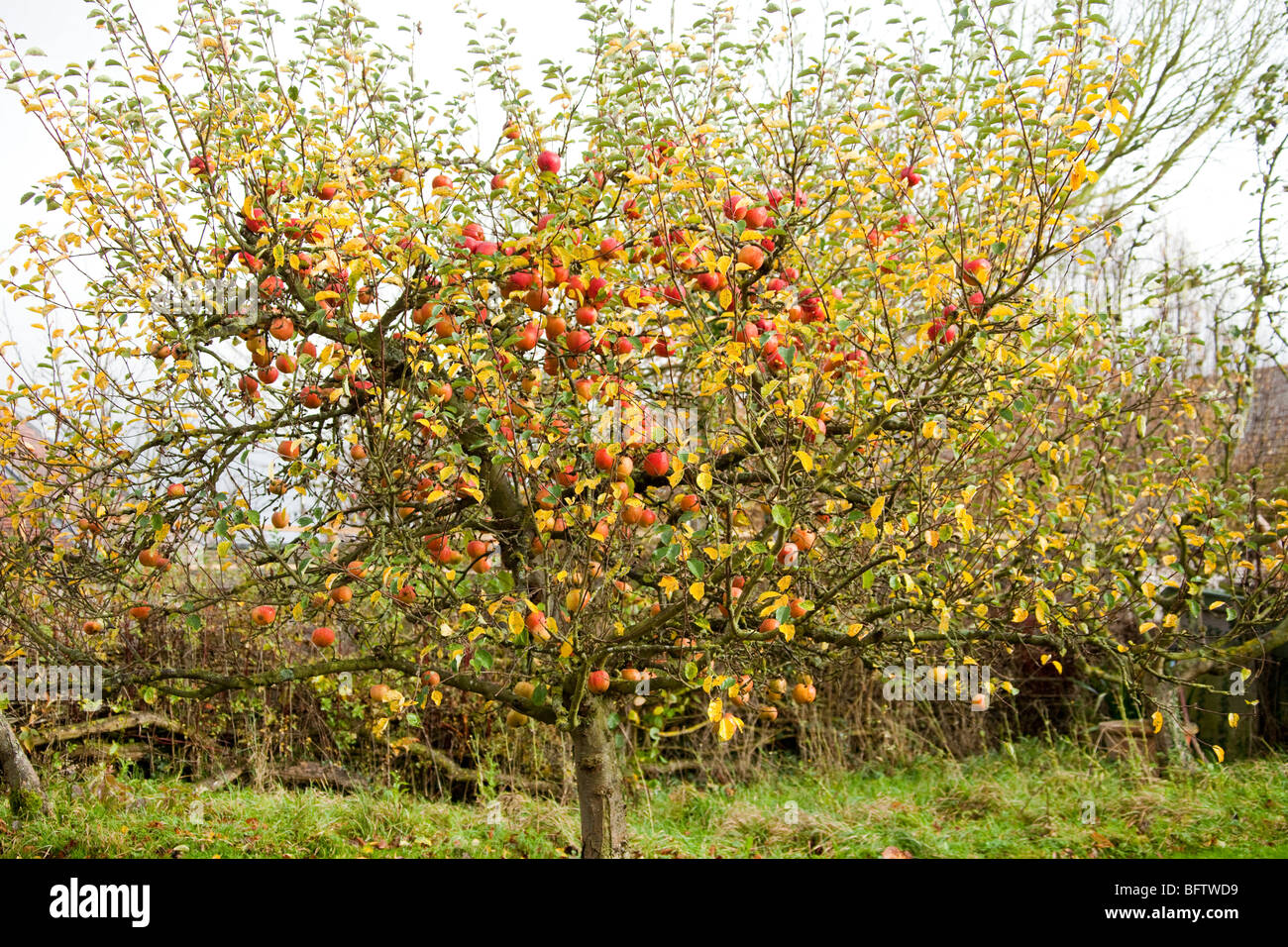 Red apples in apple tree, Autumn. Orchard. English garden, Warwickshire ...