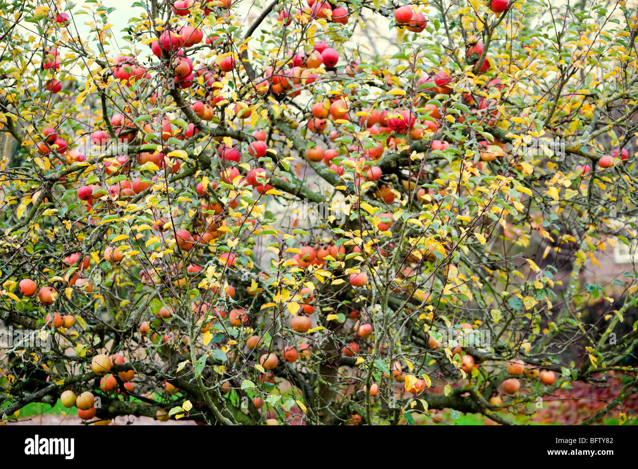 Apple tree autumn hi-res stock photography and images - Alamy