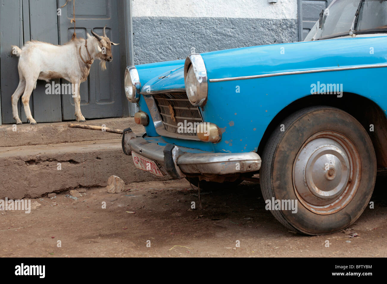 Ethiopia goat hi-res stock photography and images - Alamy