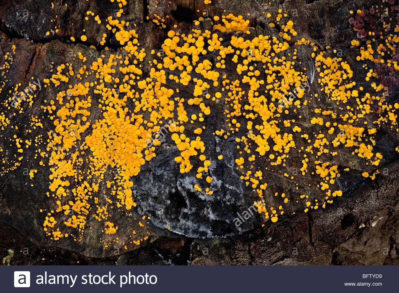 Disco Fungus High Resolution Stock Photography and Images - Alamy