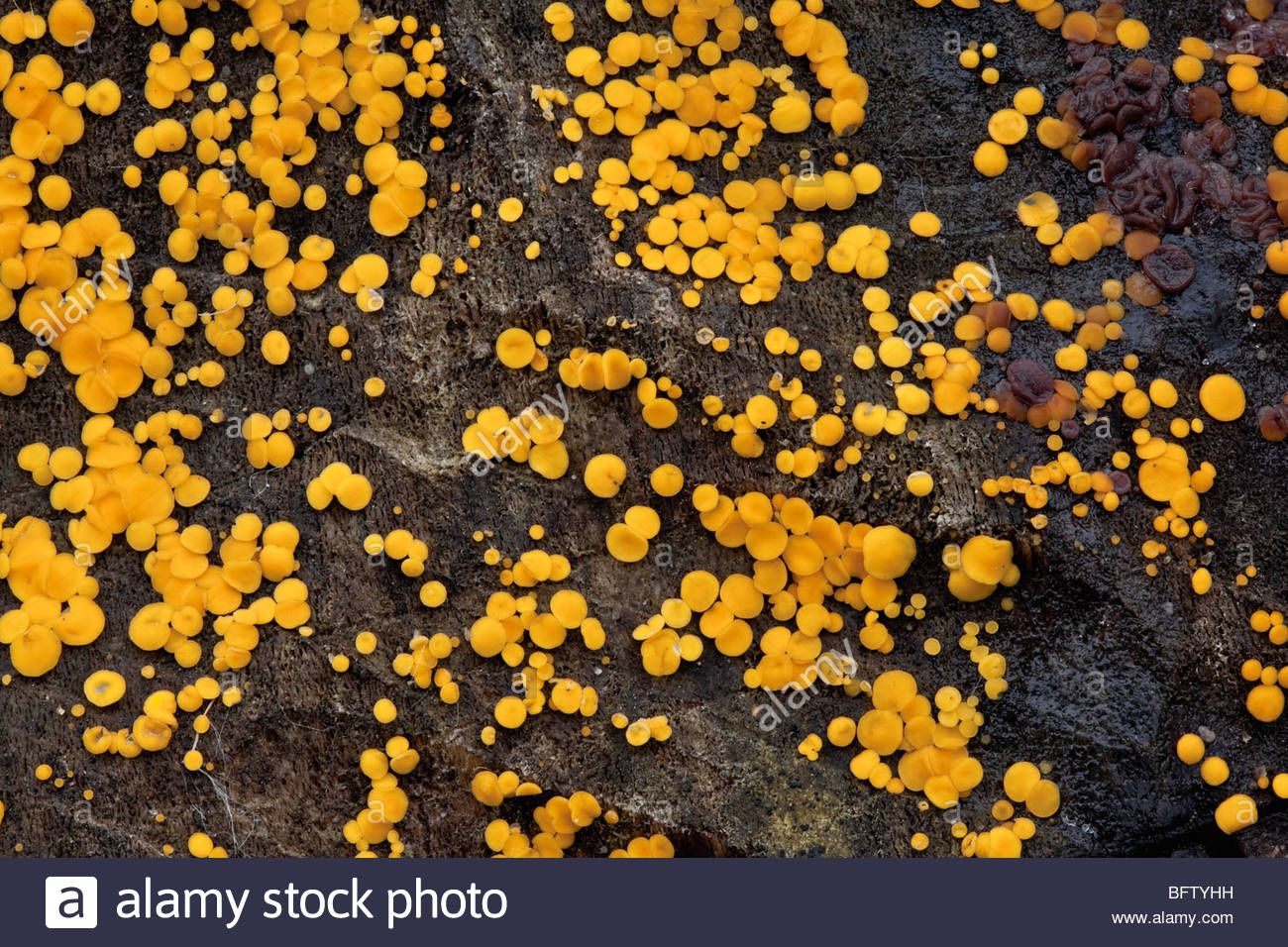 Saprobic High Resolution Stock Photography and Images - Alamy