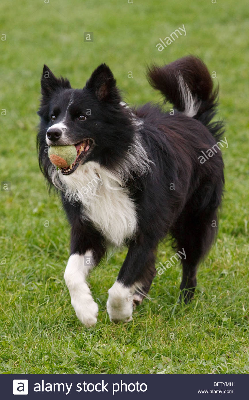Black And White Border Collie High Resolution Stock Photography and ...