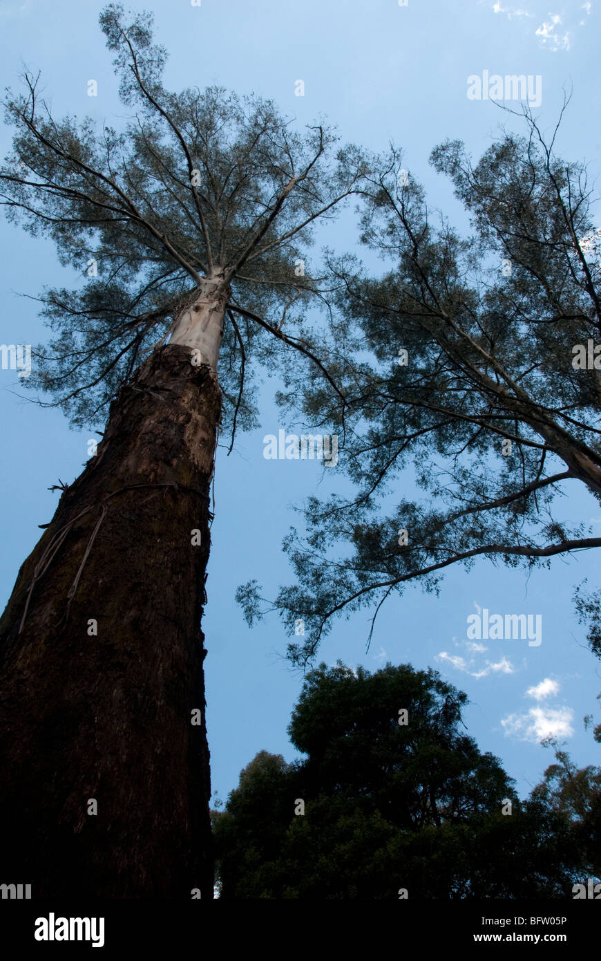 Huge stringy bark gum tree in Victoria, Australia Stock Photo - Alamy