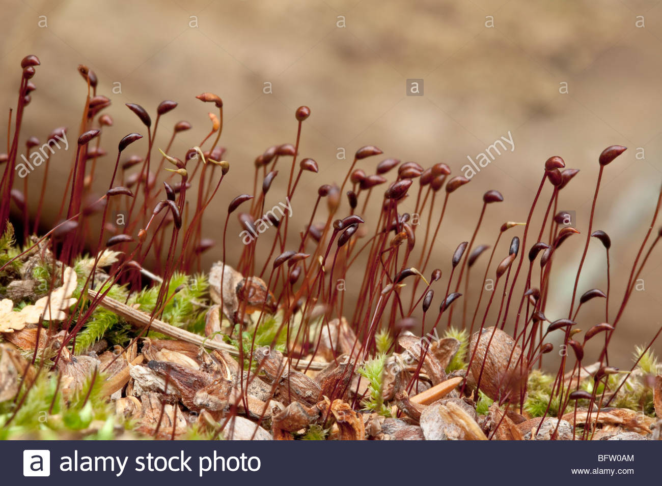 Moss Spore Capsule Stock Photos & Moss Spore Capsule Stock Images - Alamy