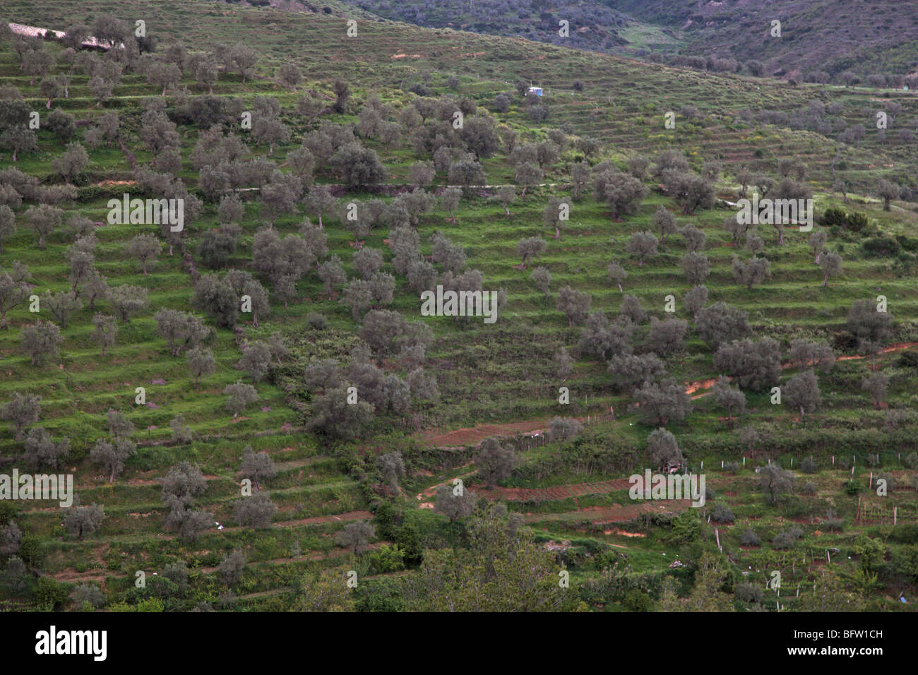 Stepped fields near Berat, Albania Stock Photo - Alamy
