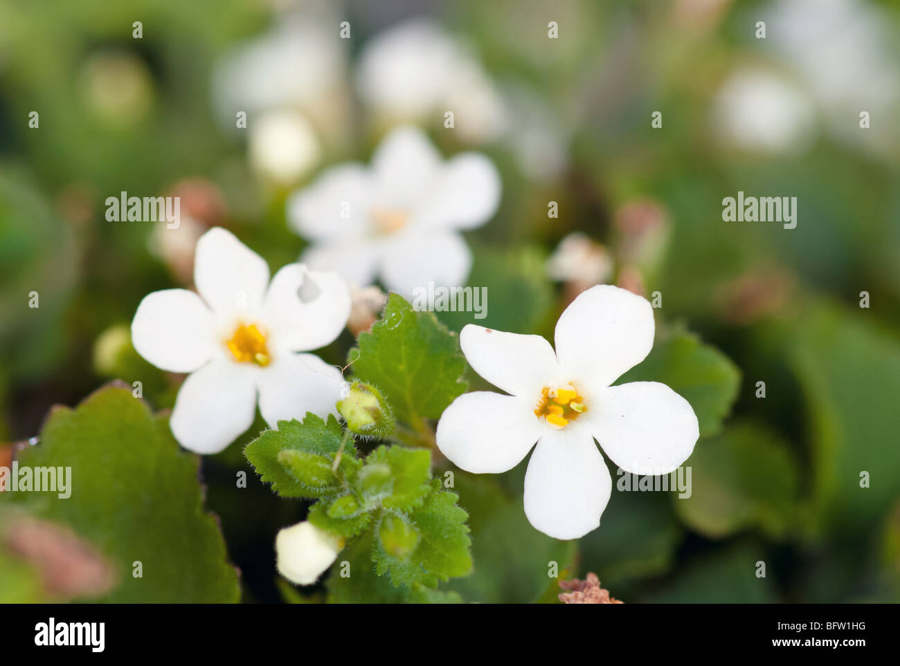 tiny little white flowers make a great spring backdrop Stock Photo - Alamy
