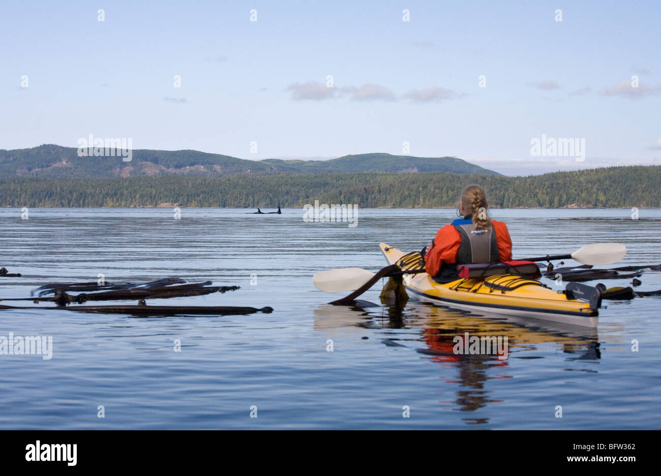 Kayaker and orcas in Johnstone Strait Stock Photo - Alamy