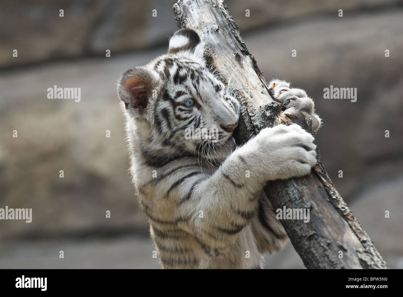 White tiger hi-res stock photography and images - Alamy