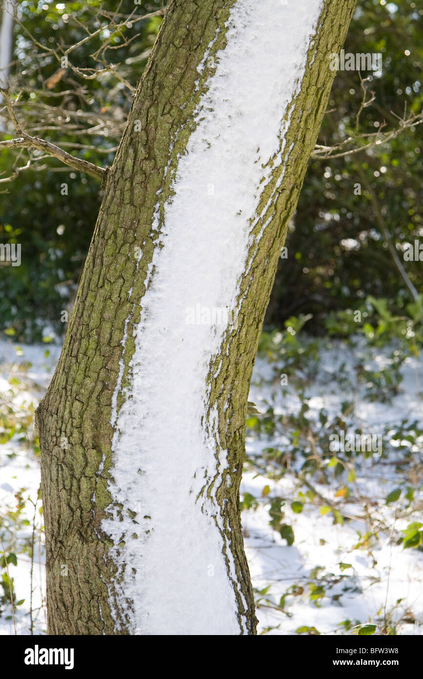 Snow Drifted on to Tree Trunks Stock Photo - Alamy